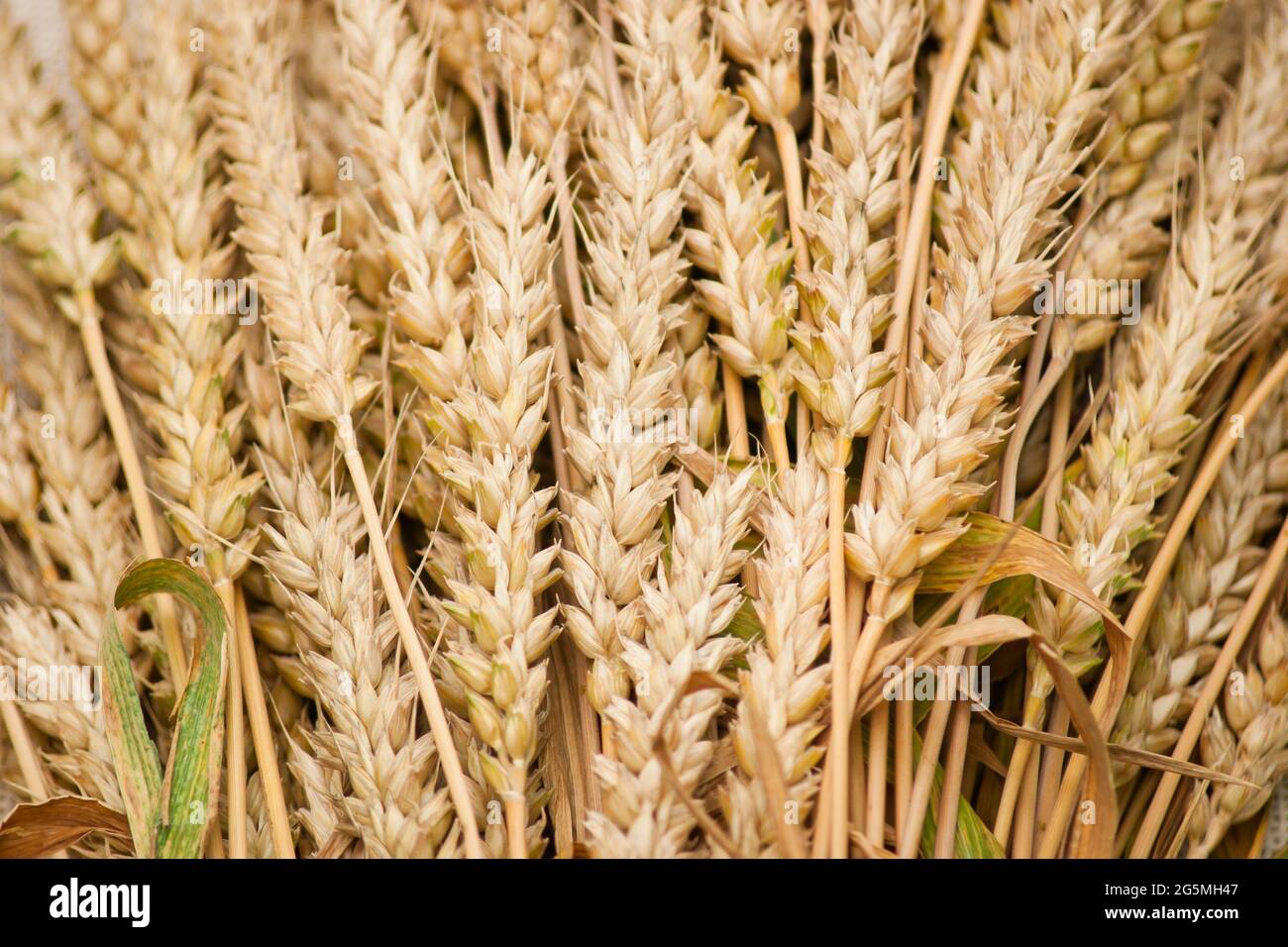 Bundle of corn hi-res stock photography and images - Alamy