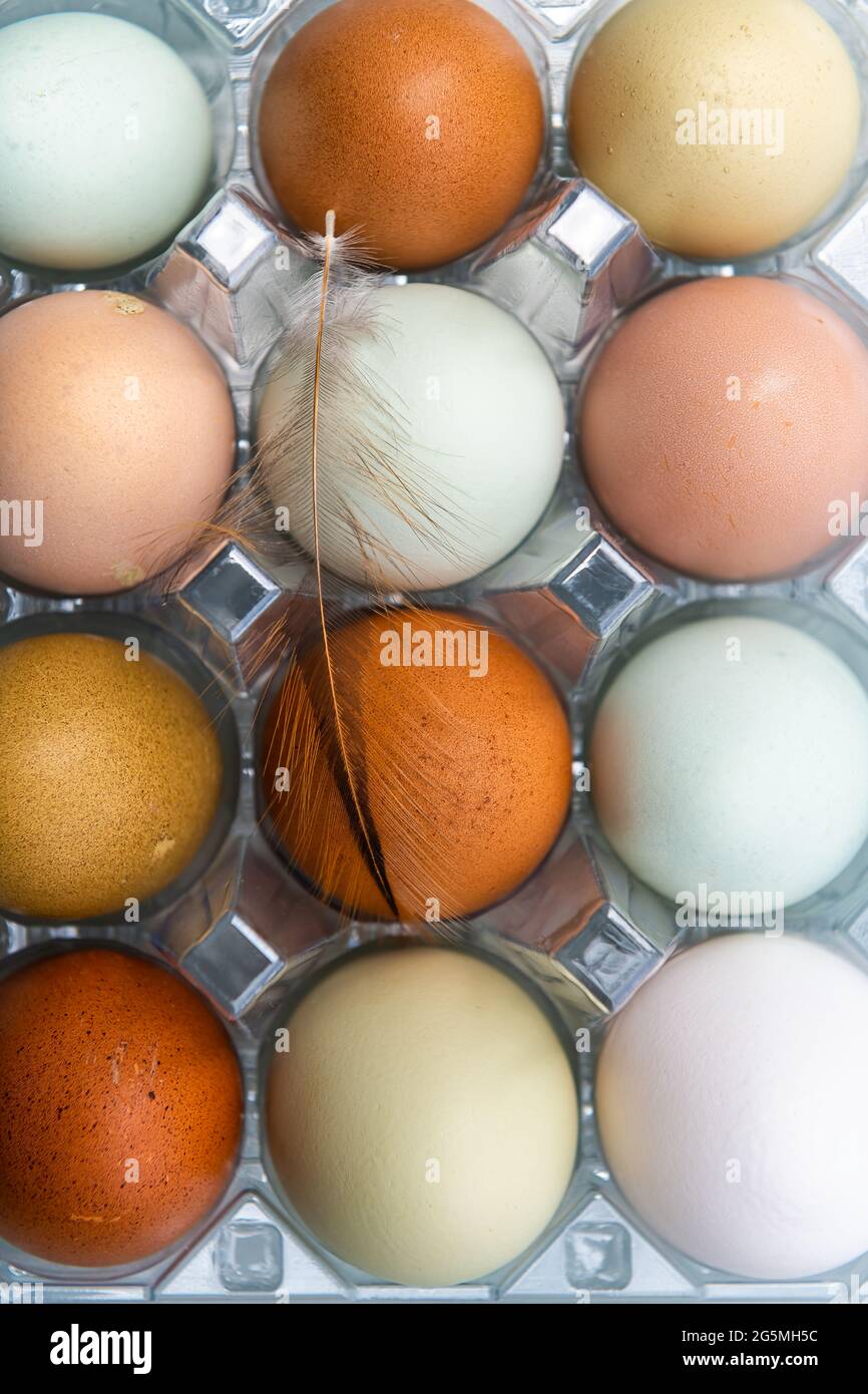 Closeup macro flat top view of farm fresh colorful heirloom pastured ...