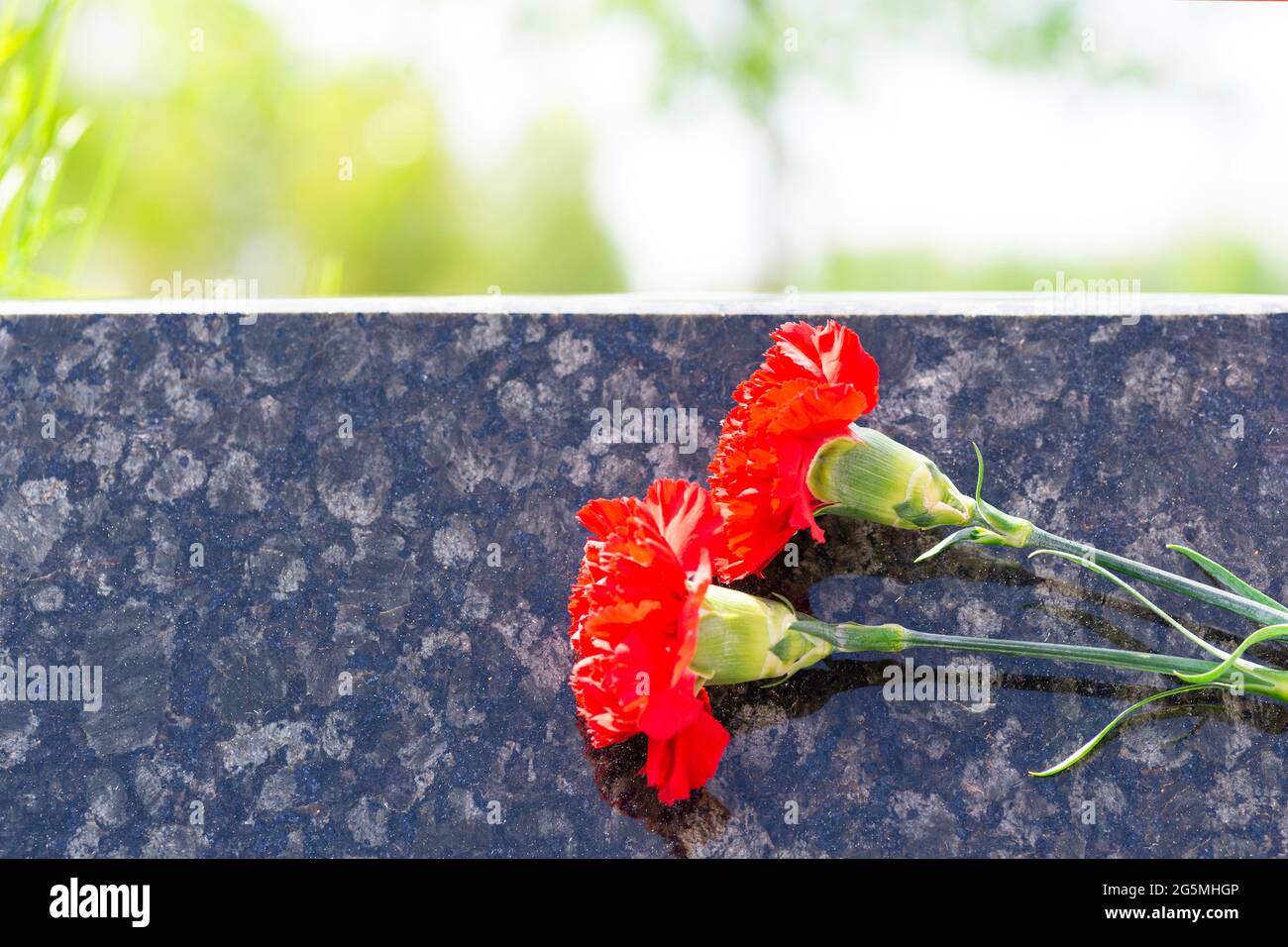 Headstone with a red carnation. A red carnation was left on a ...