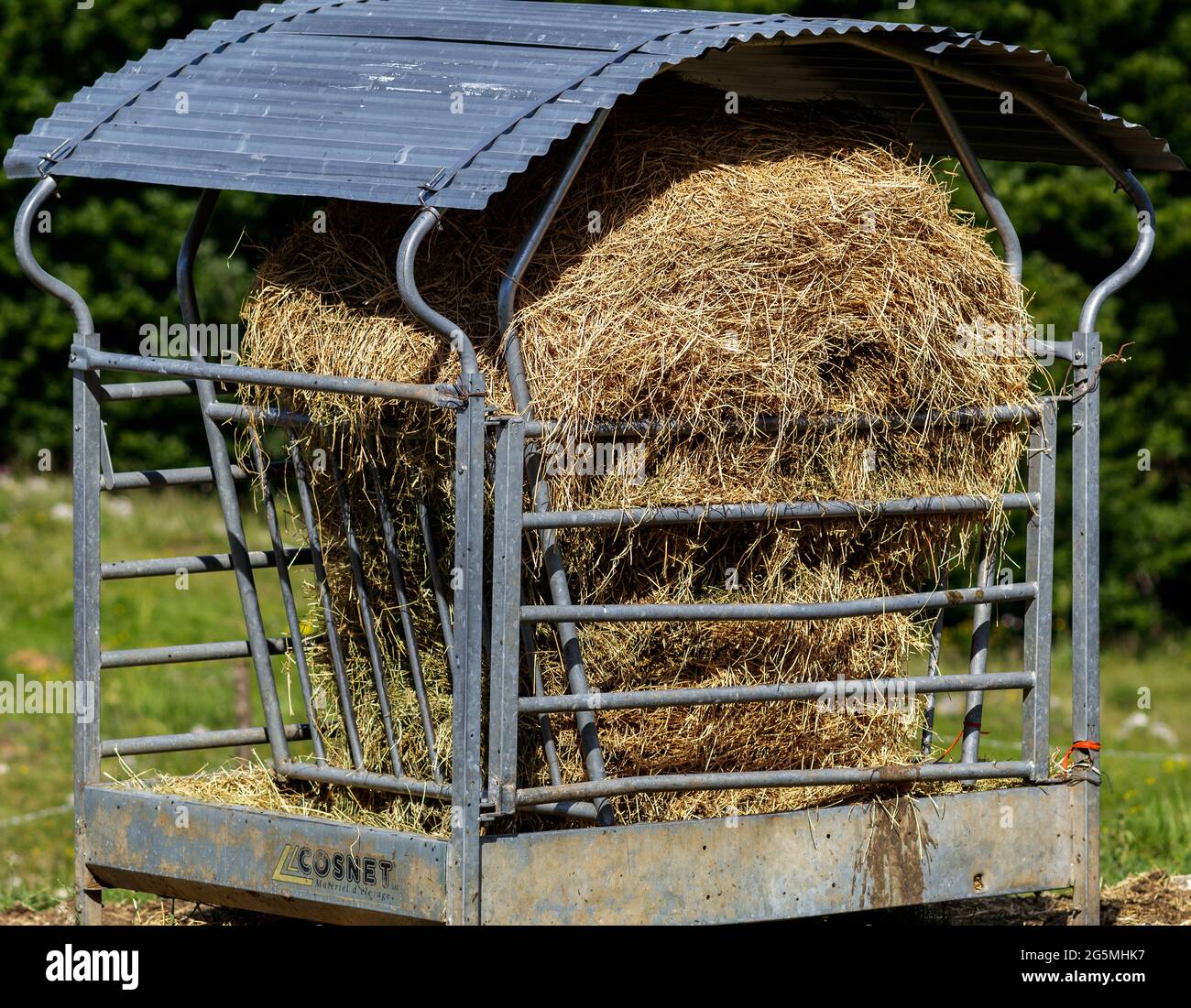 Variety of cows hi-res stock photography and images - Alamy