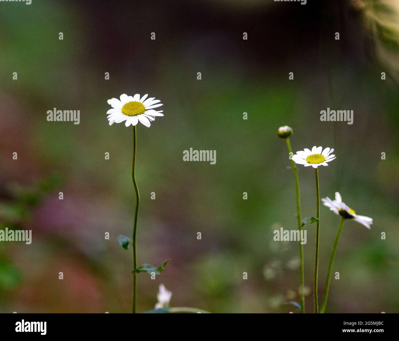 Spontaneous natural growth hi-res stock photography and images - Alamy