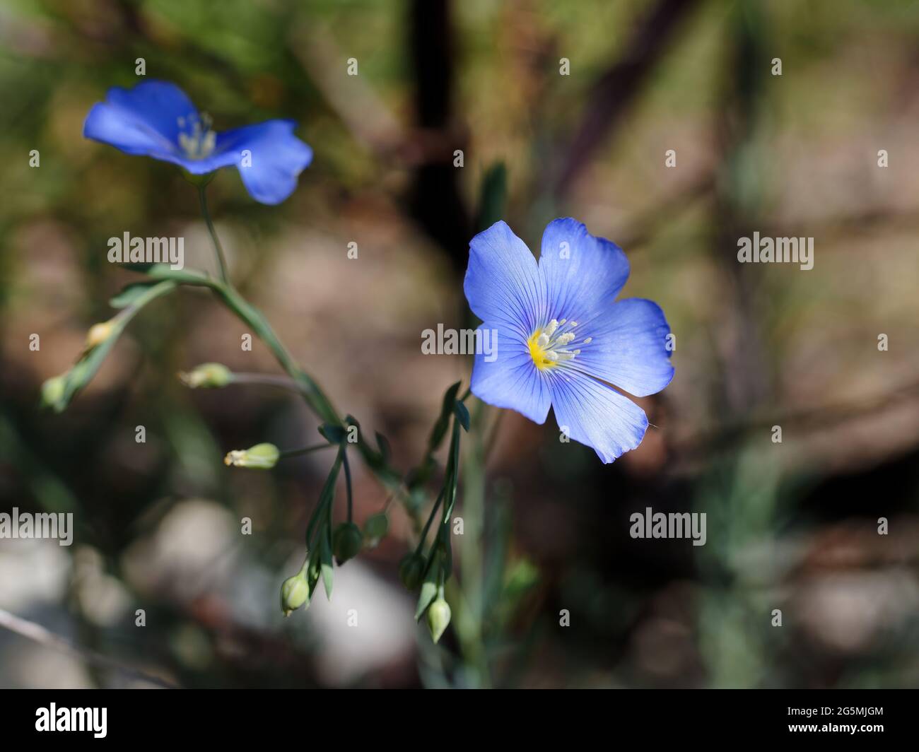 Beautiful view of blue Linum flowers in the garden on a sunny day Stock ...
