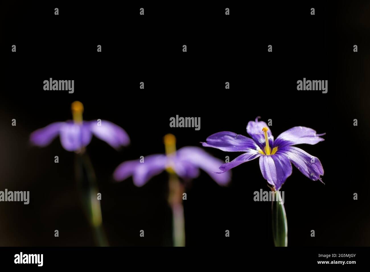 Bermudiana hi-res stock photography and images - Alamy