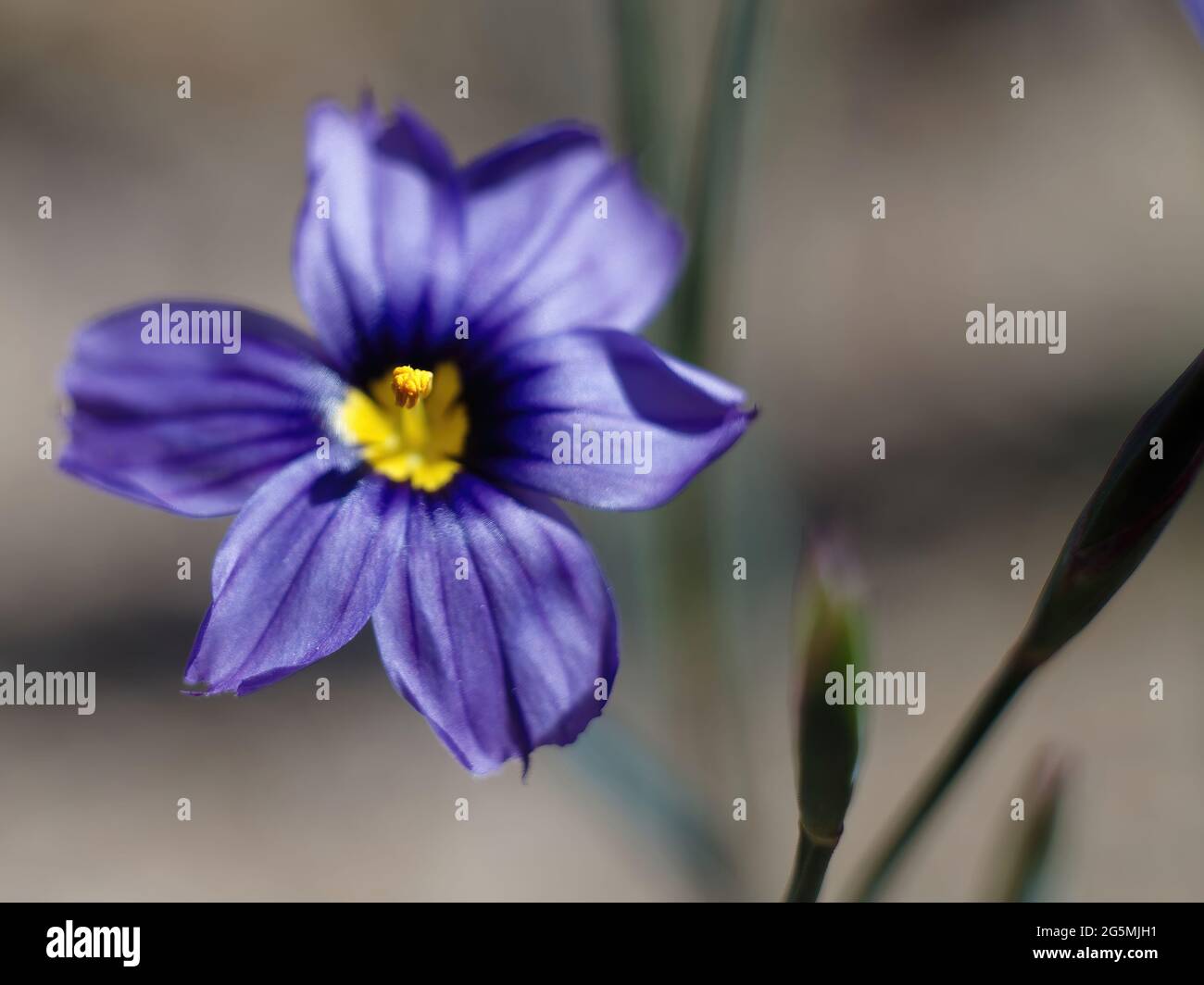 Bermudiana hi-res stock photography and images - Alamy