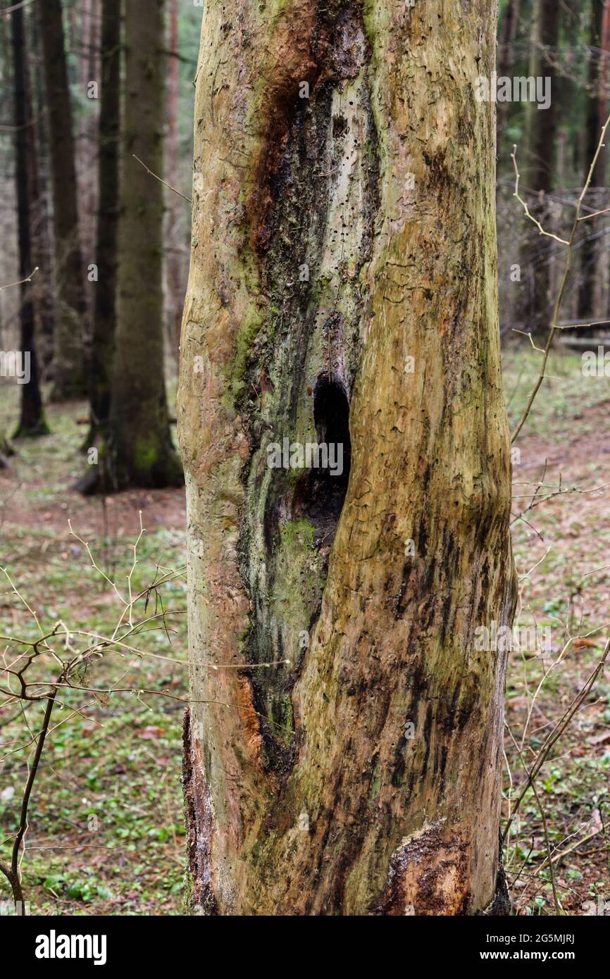 Hollow inside a dead tree in the forest Stock Photo - Alamy