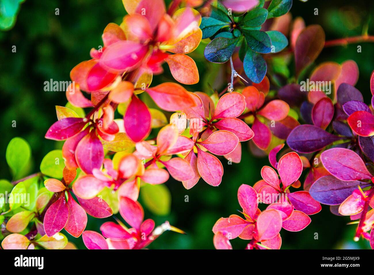 colored plant leaves. Leaves of different colors on one plant Stock ...