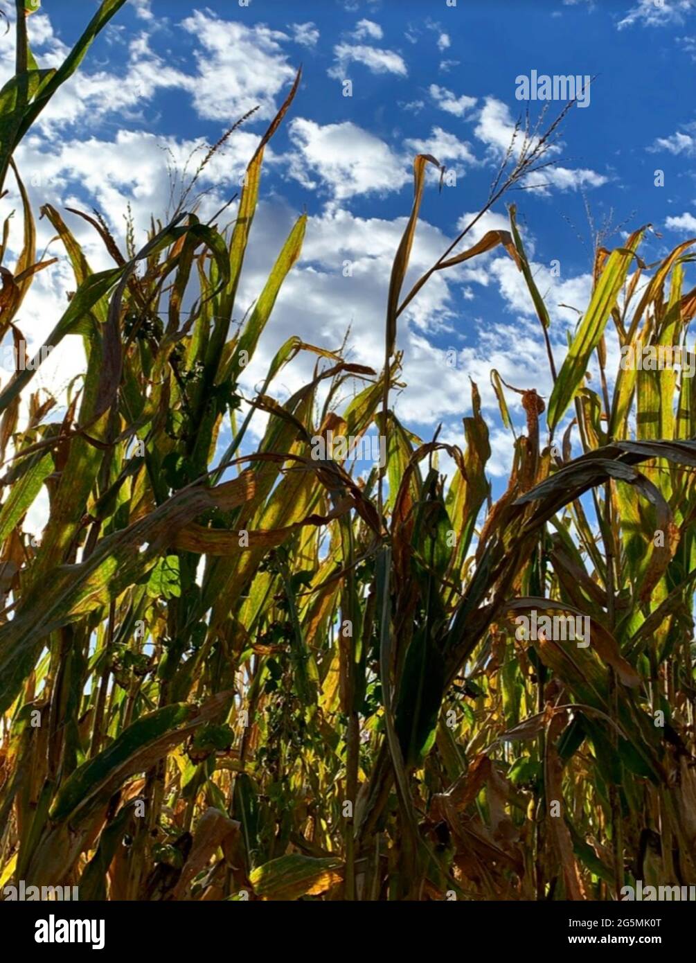 Scary corn field hi-res stock photography and images - Alamy