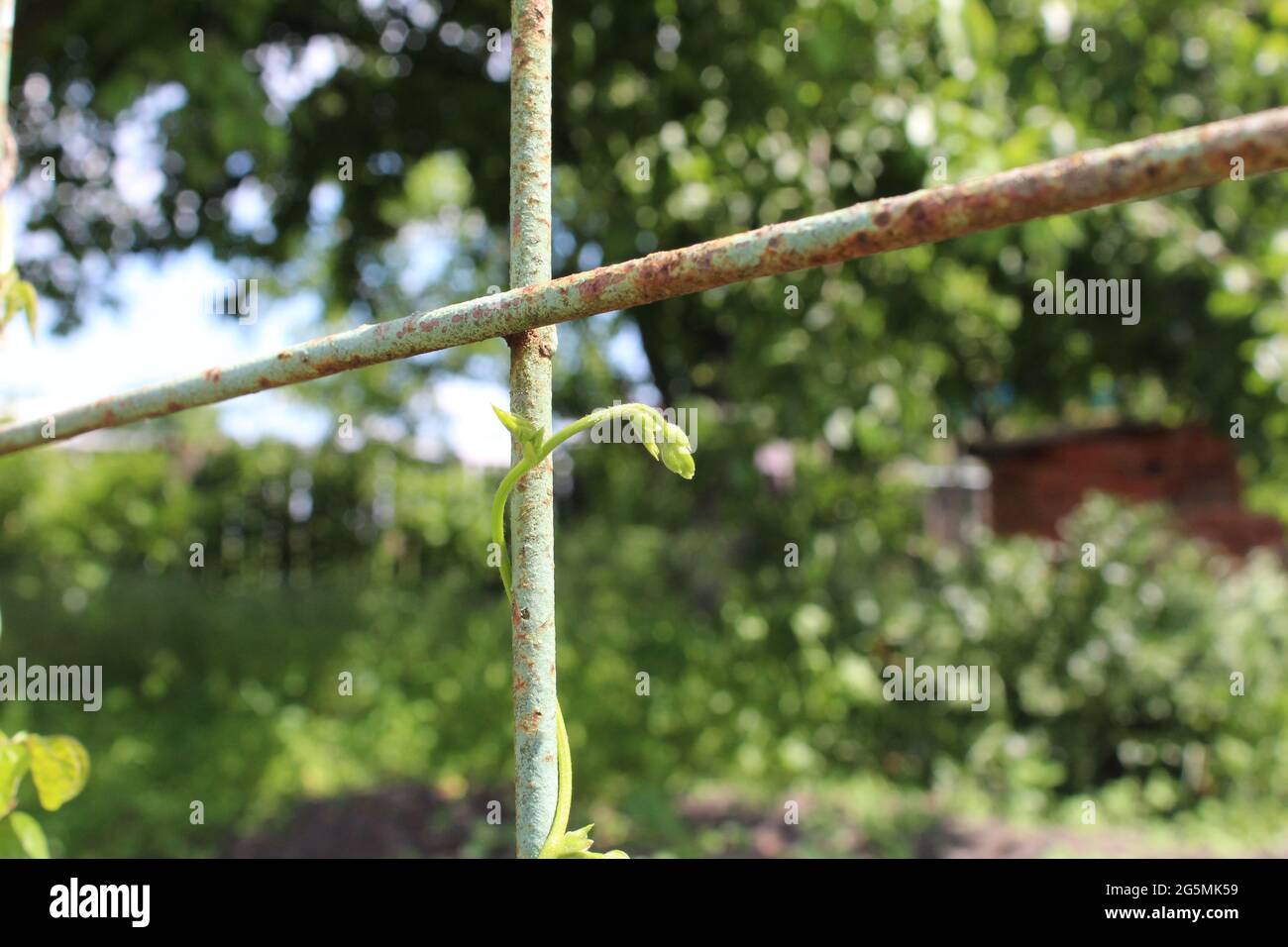 Curly plant hi-res stock photography and images - Alamy