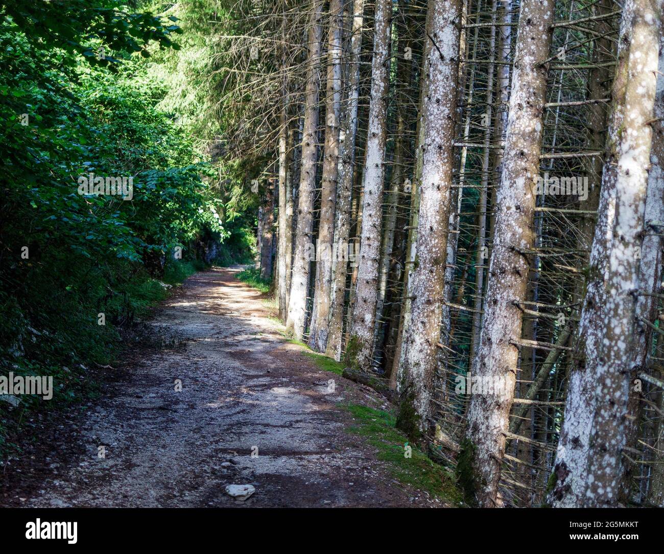 The forest around the lake Stock Photo - Alamy