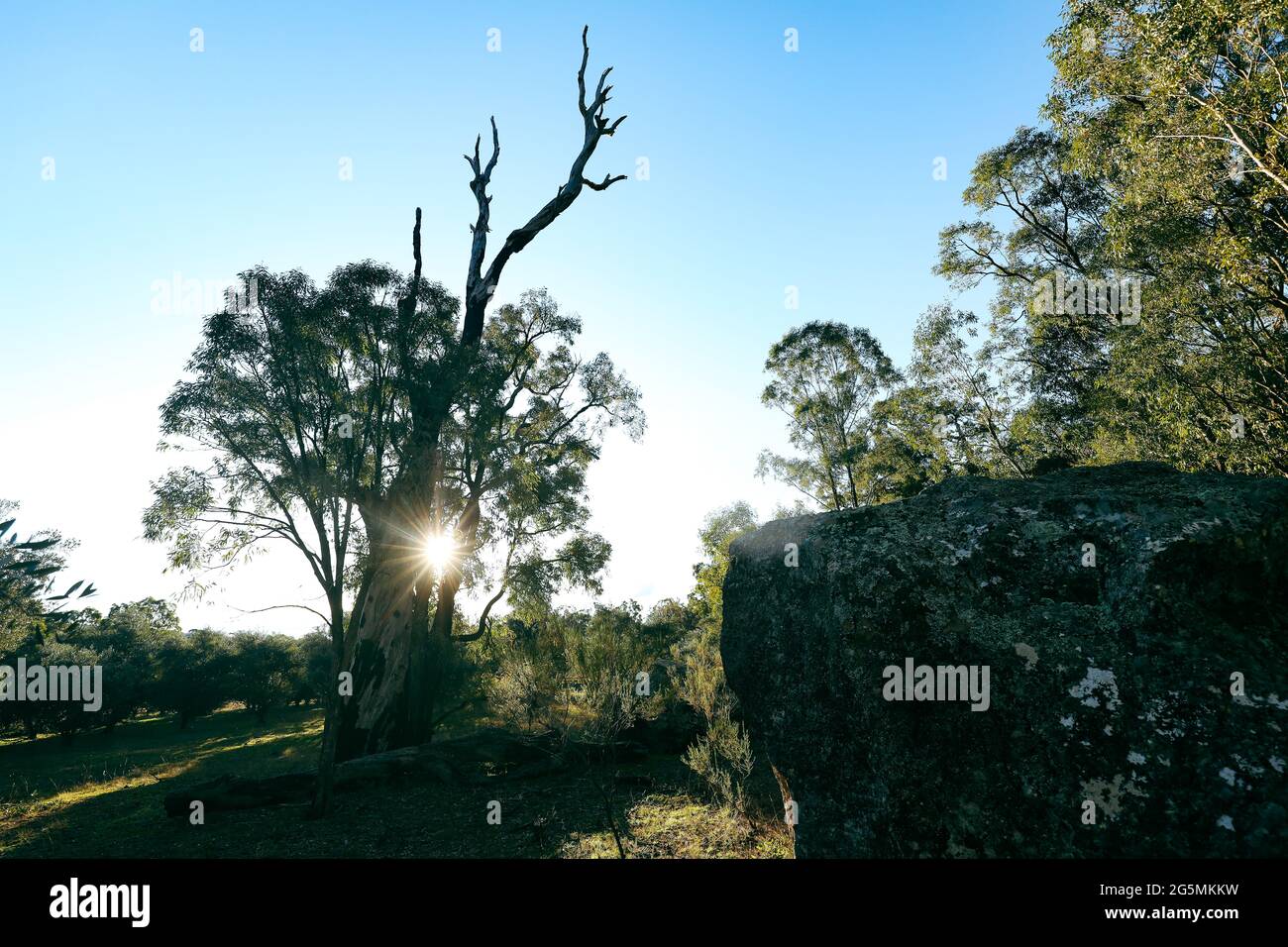 Sunbeam shining through a large gum tree in Australian bushland Stock ...