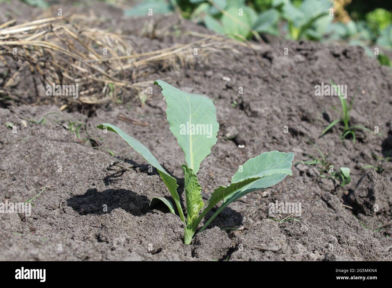 cabbage seedlings planted in the ground. Growing vegetables. Spring ...