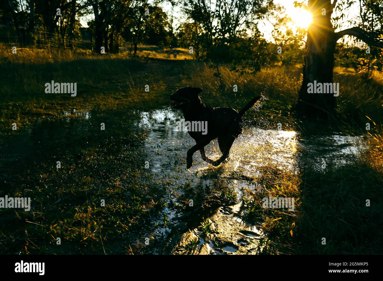 Playful rottweiler dog jumping over the puddles in the woody terrain ...
