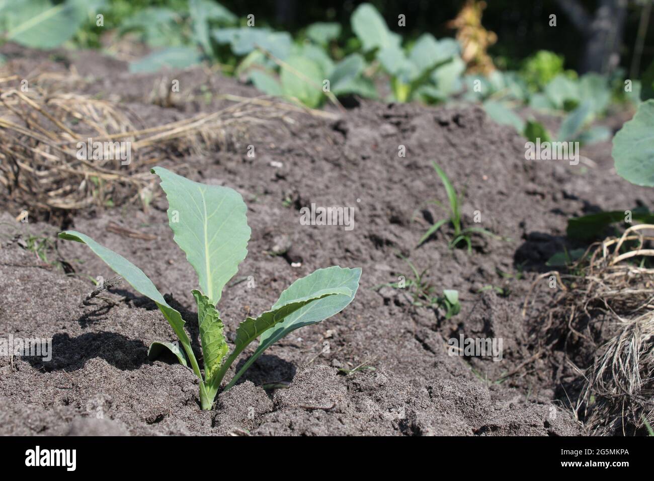 cabbage seedlings planted in the ground. Growing vegetables. Spring ...