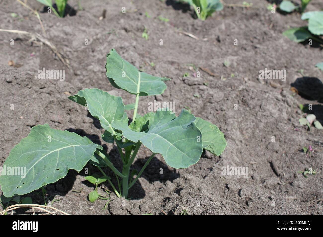 cabbage seedlings planted in the ground. Growing vegetables. Spring ...
