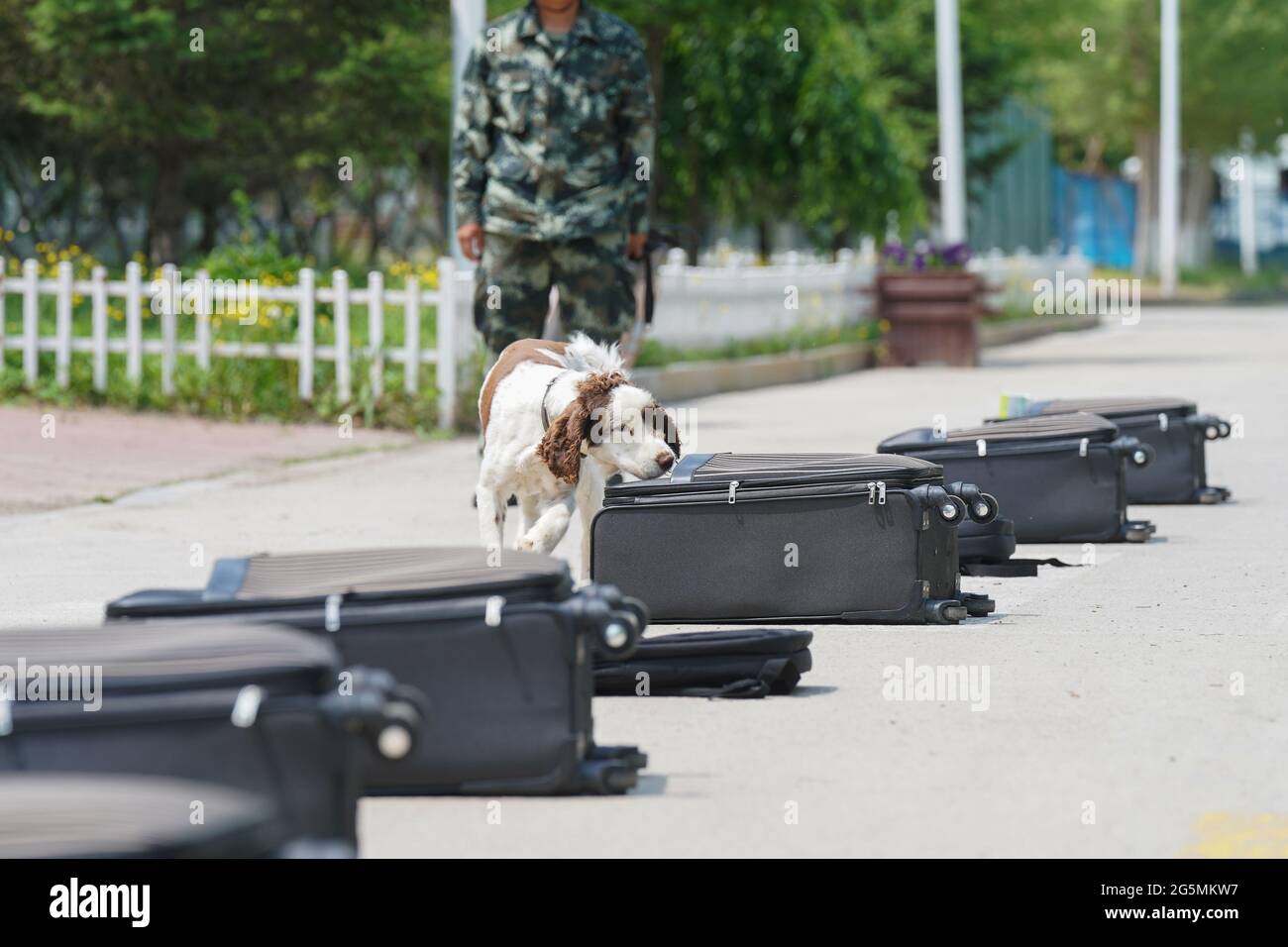 The police dogs are taking trainings at the training base in Harbin ...