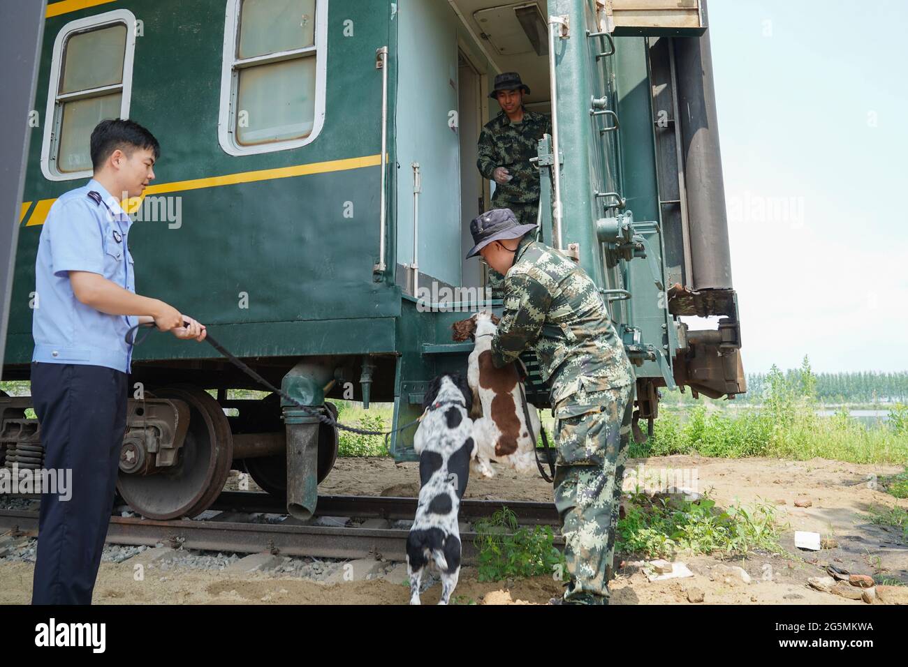 The police dogs are taking trainings at the training base in Harbin ...