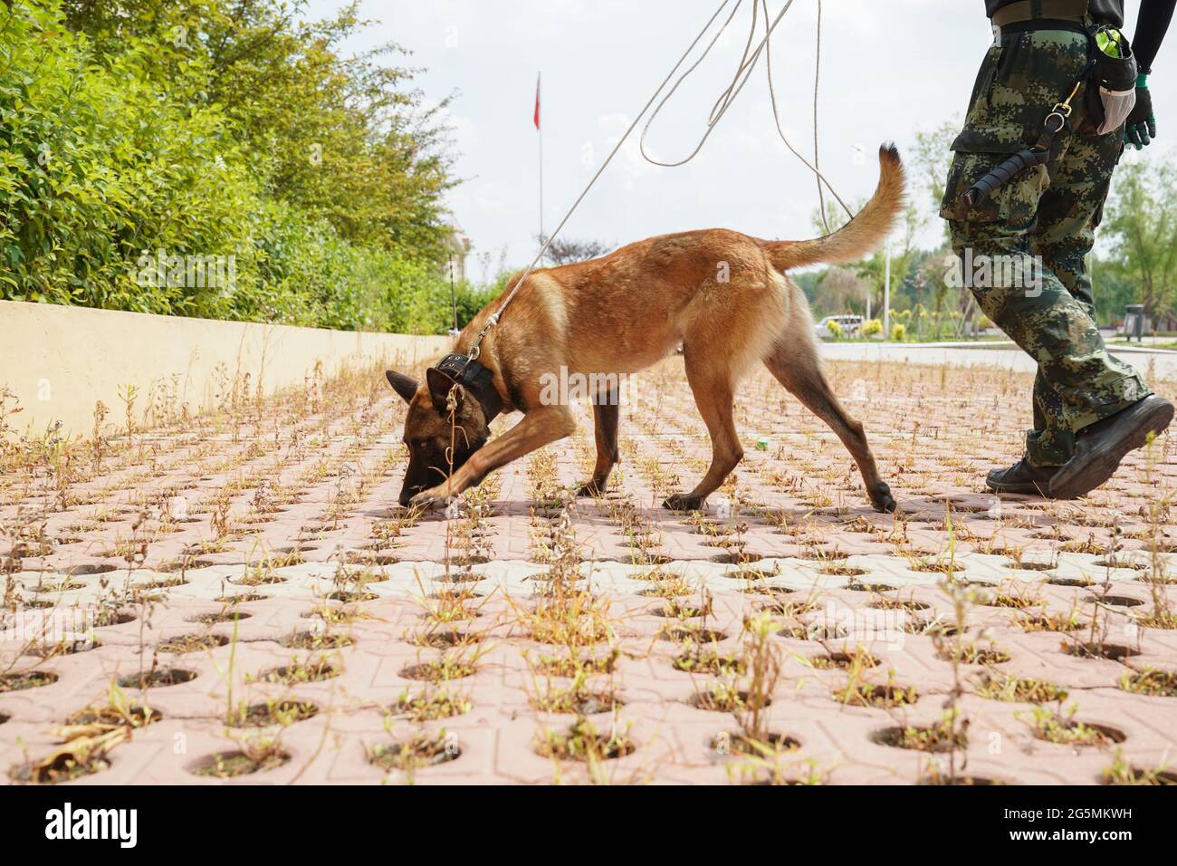 The police dogs are taking trainings at the training base in Harbin ...