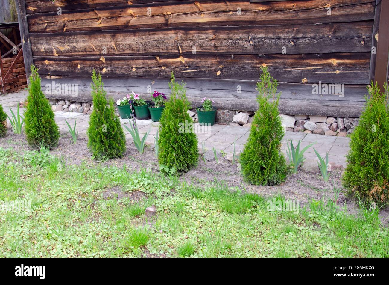 Tui tree hi-res stock photography and images - Alamy