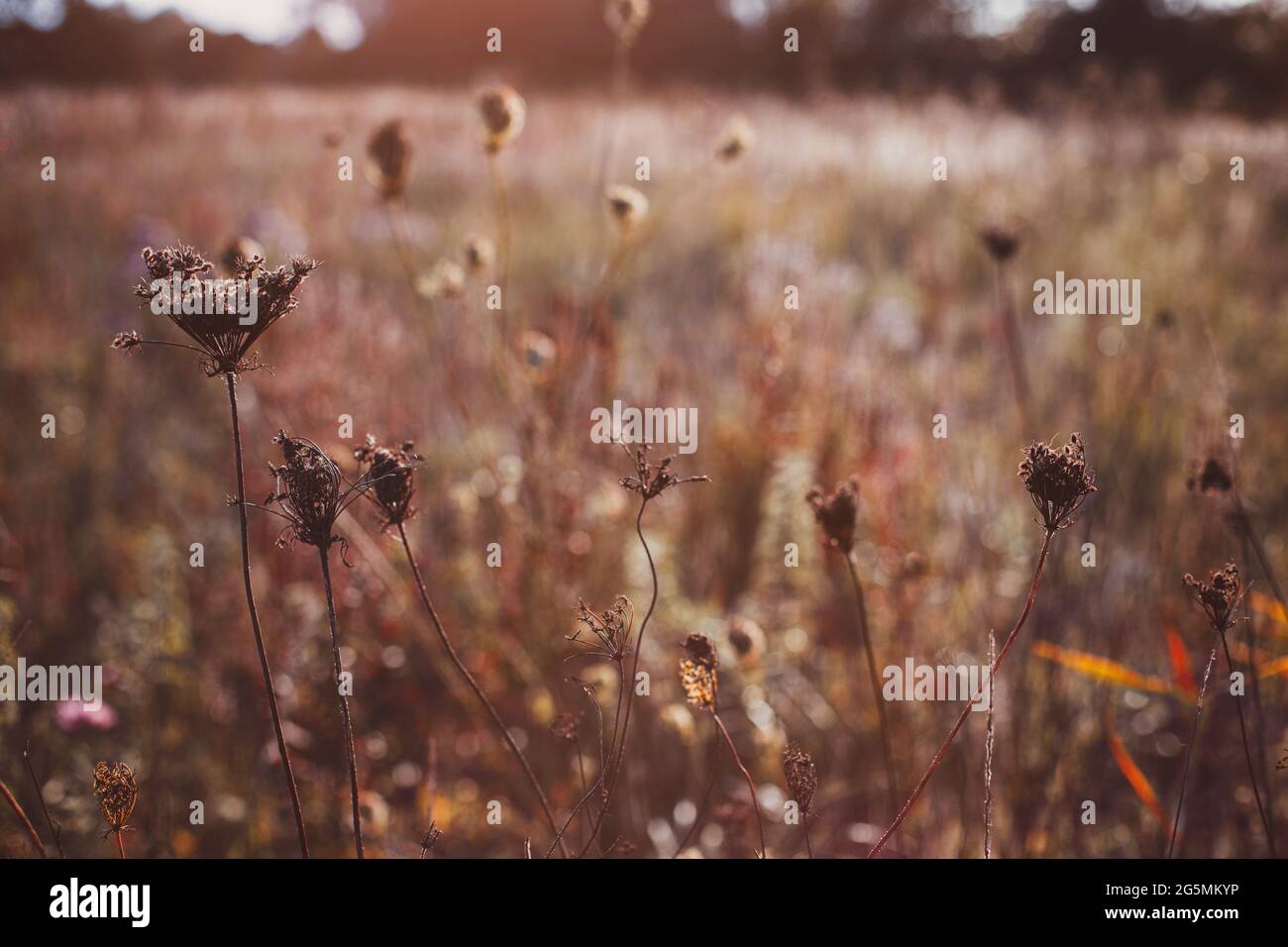 Autumn wild grass on a meadow Stock Photo - Alamy