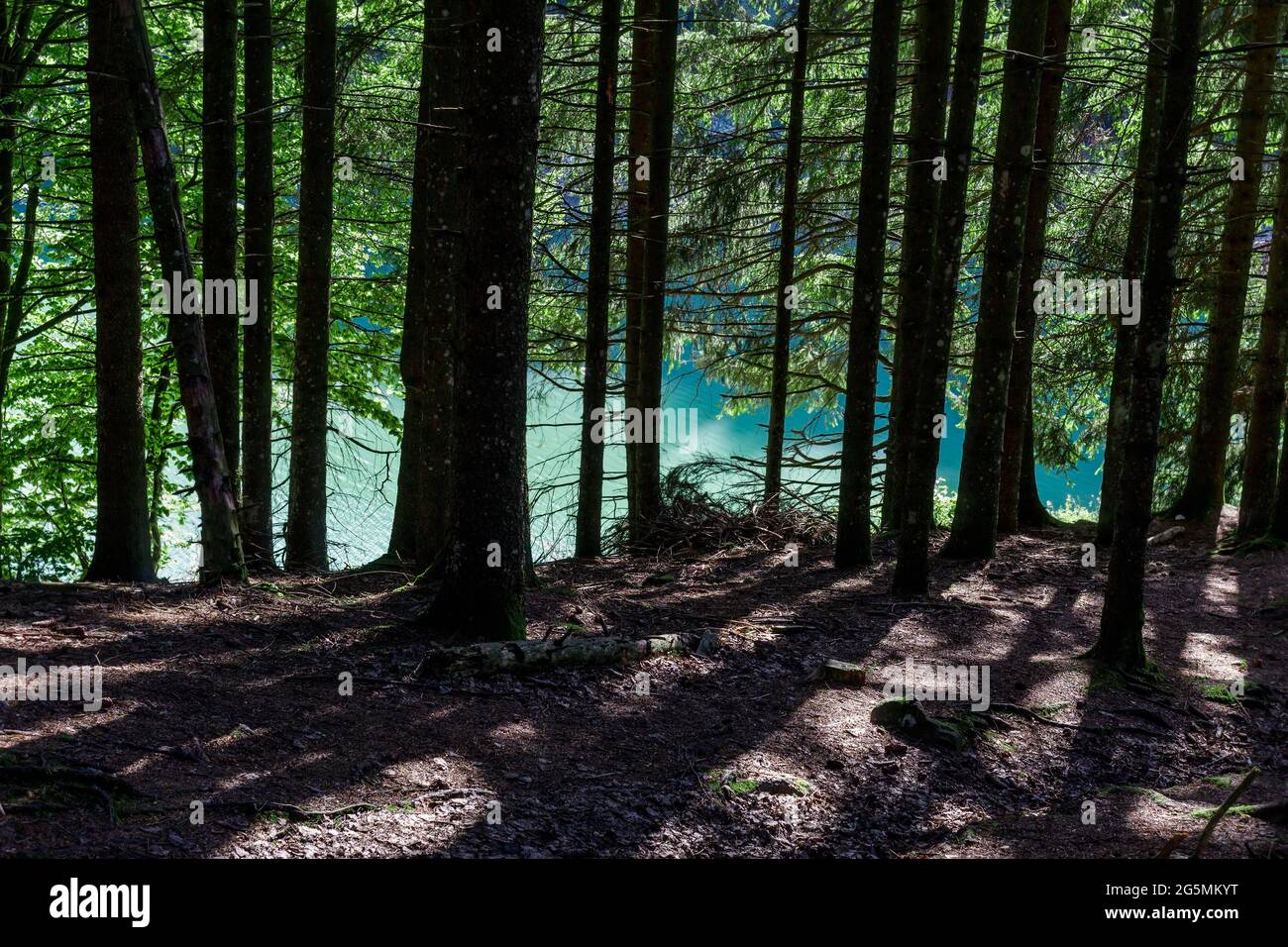 The forest around the lake Stock Photo - Alamy