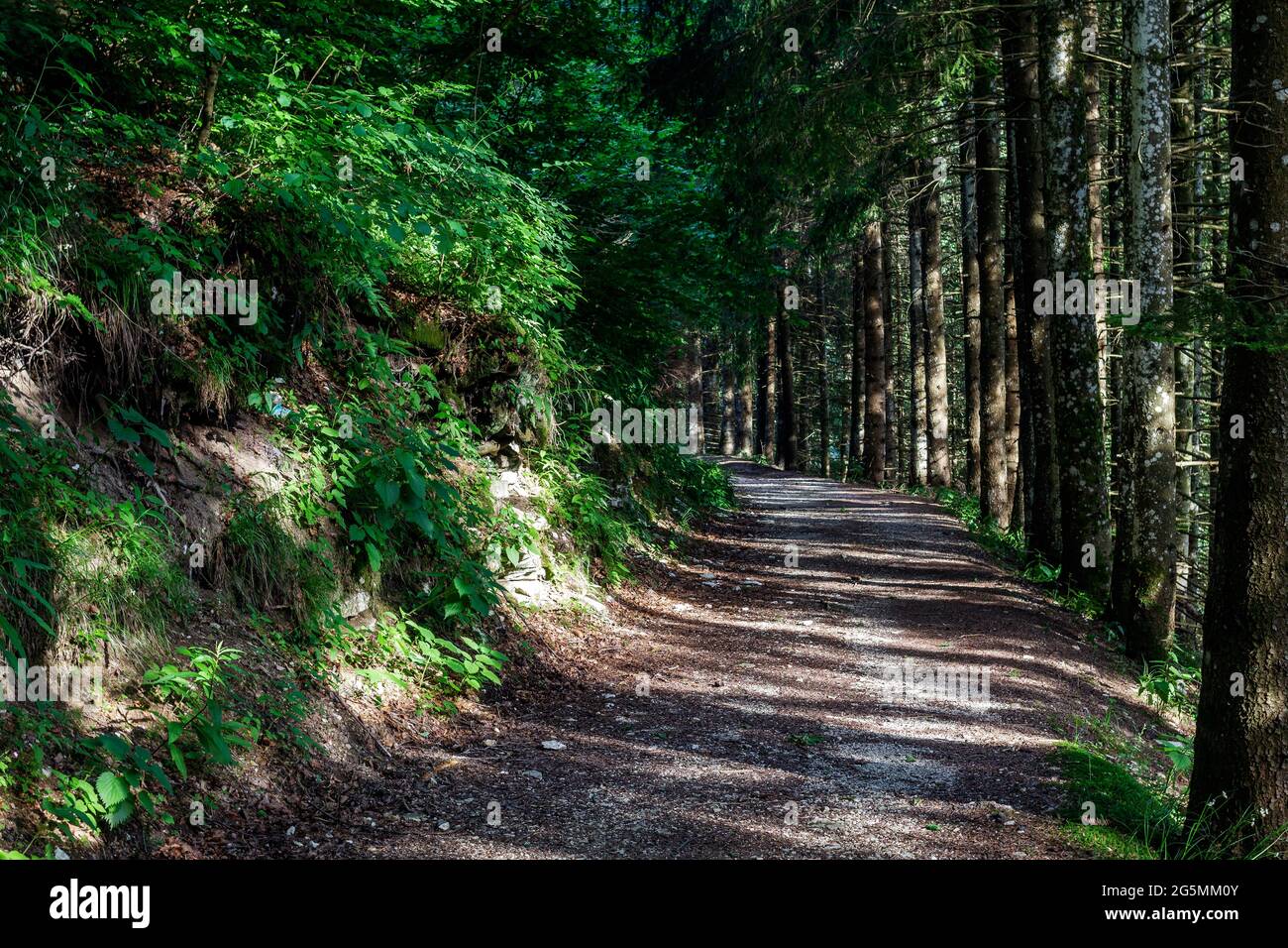 The forest around the lake Stock Photo - Alamy