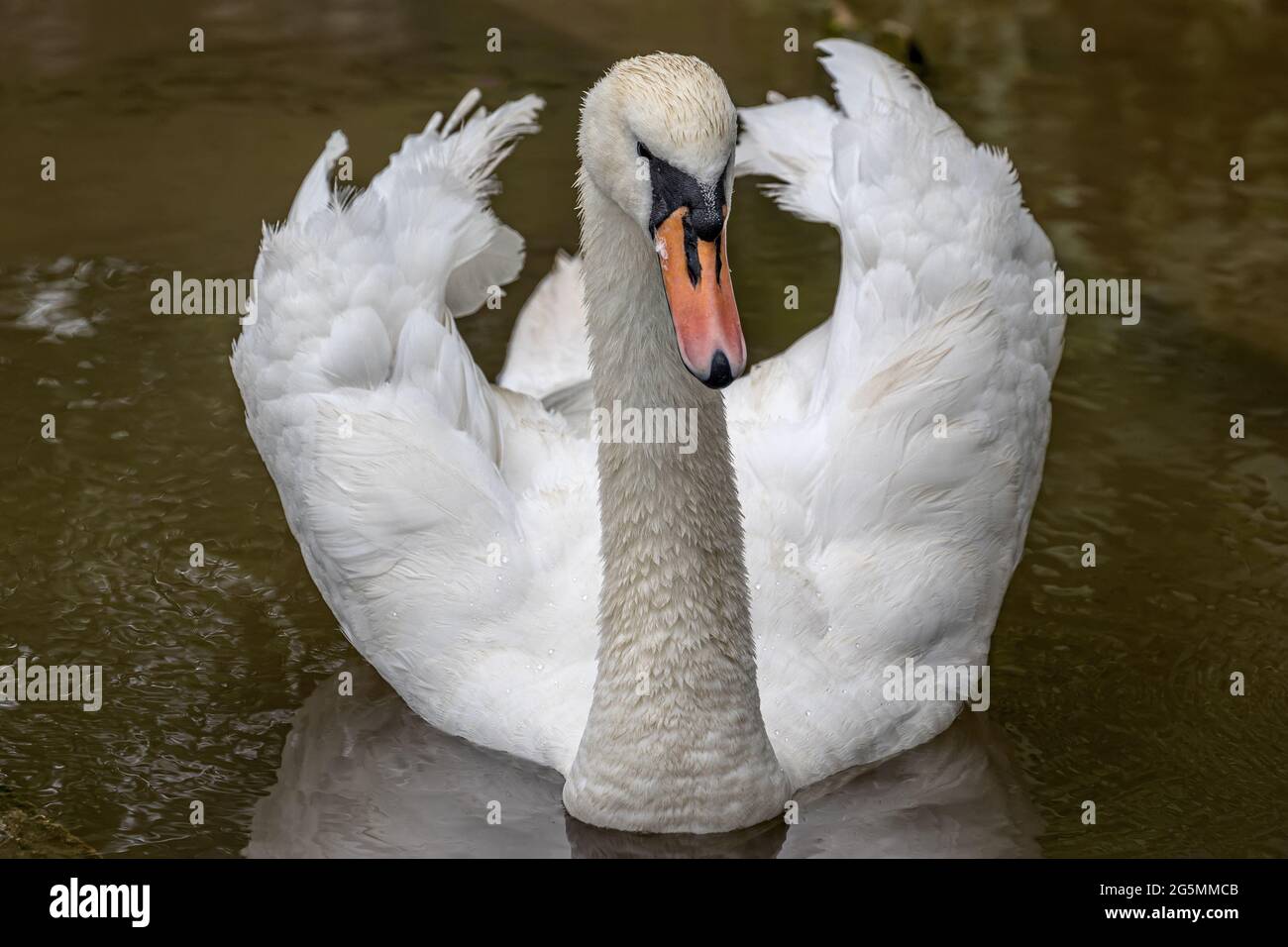 Busking is threat display hi-res stock photography and images - Alamy