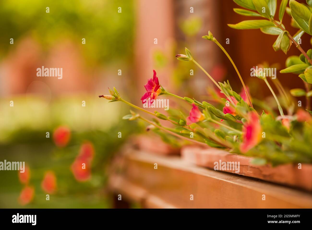 fresh garden asian flowers at abstract background Stock Photo - Alamy