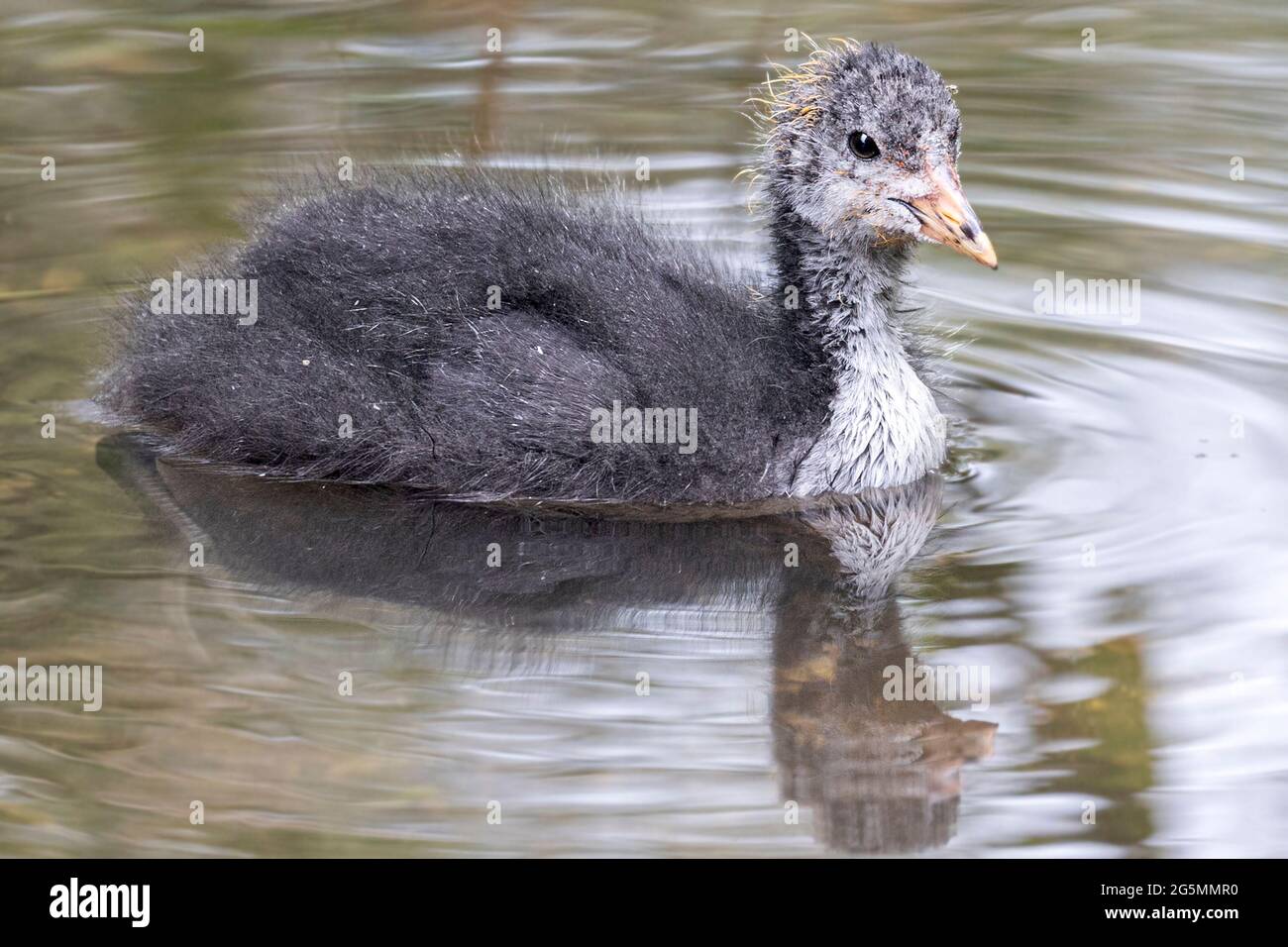 Juvenile coot uk hi-res stock photography and images - Alamy