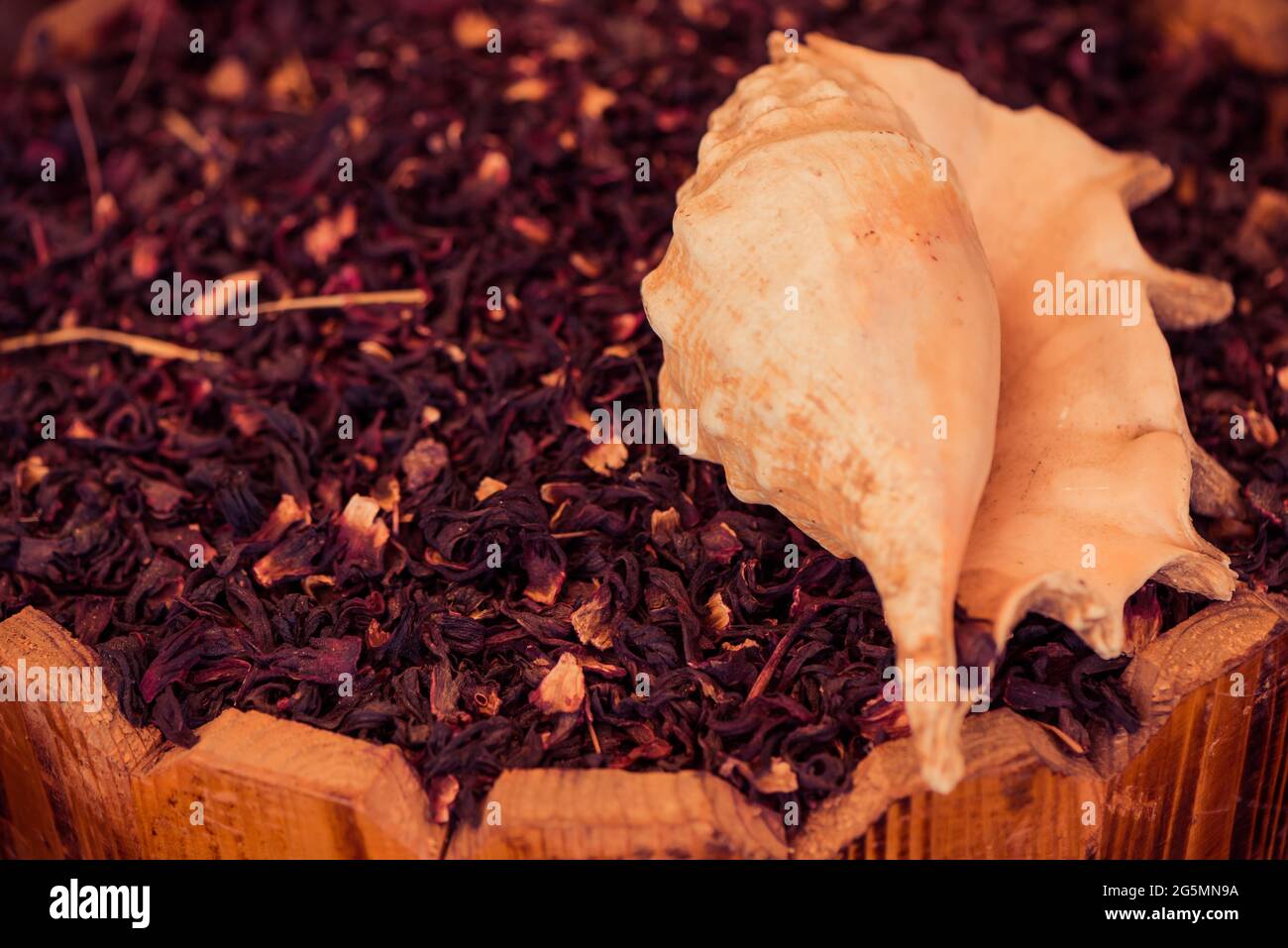 Sea shell inside hi-res stock photography and images - Alamy