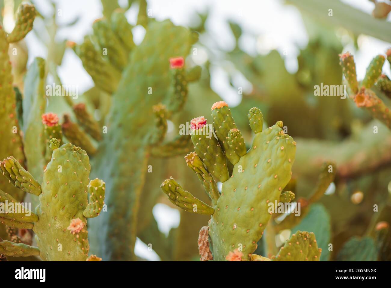 cactus plants at stone decorative summer garden sunlight Stock Photo ...