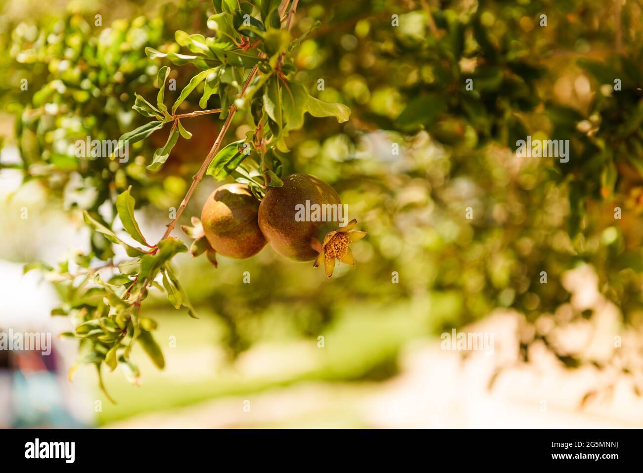 promegranade growing on garden tree branch under summer sunlight Stock ...