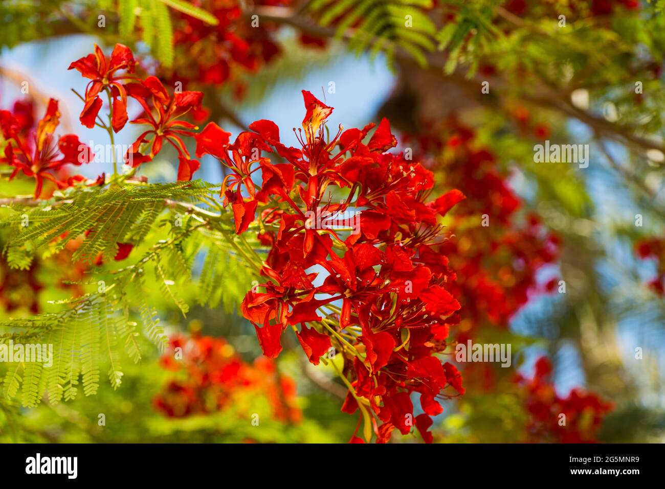 Fresh tropical tree branches hi-res stock photography and images - Alamy