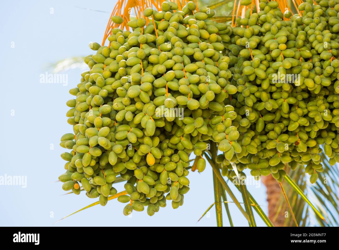 grapes of green dates growing onn palm tree Stock Photo - Alamy