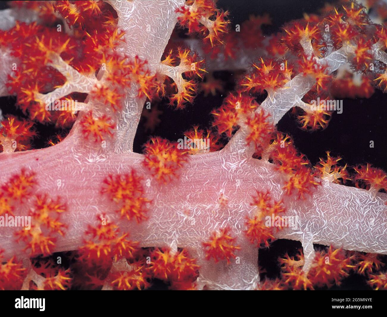 Pizza anemone hi-res stock photography and images - Alamy