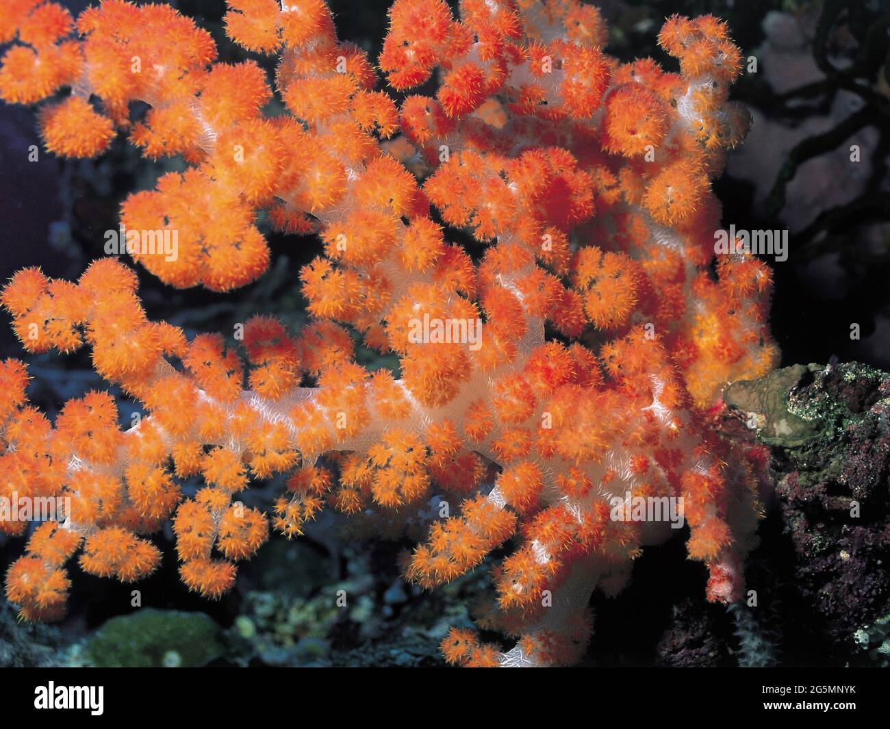 Pizza anemone hi-res stock photography and images - Alamy