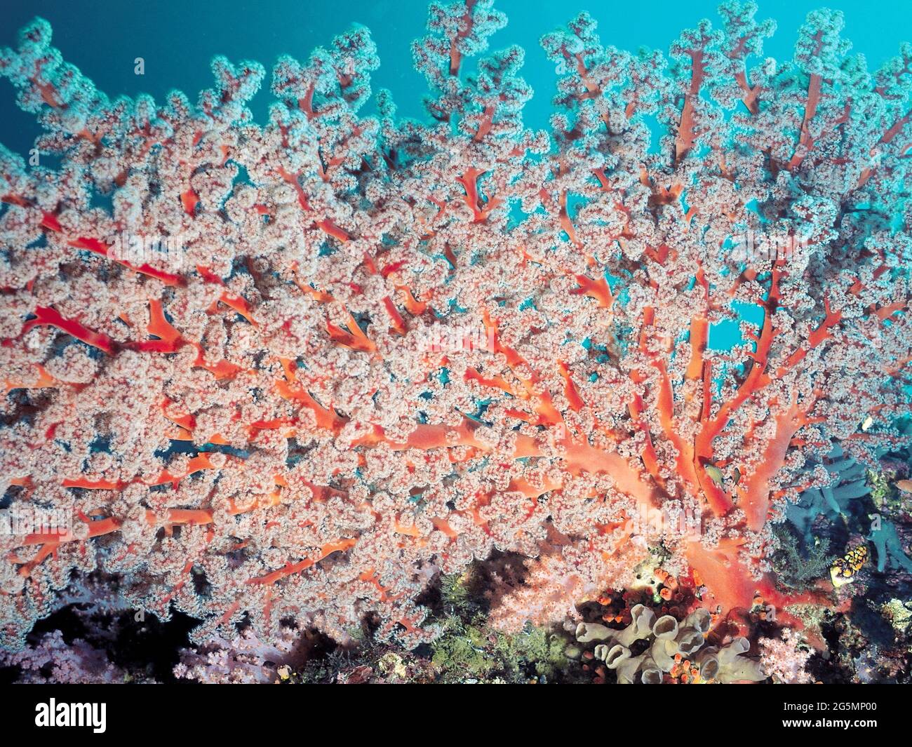 Pizza anemone hi-res stock photography and images - Alamy