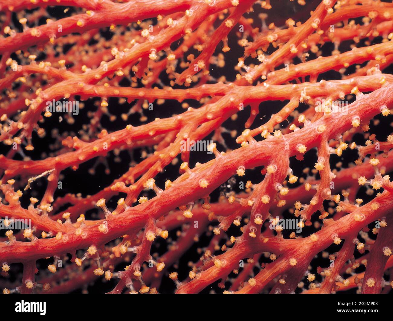 Pizza anemone hi-res stock photography and images - Alamy