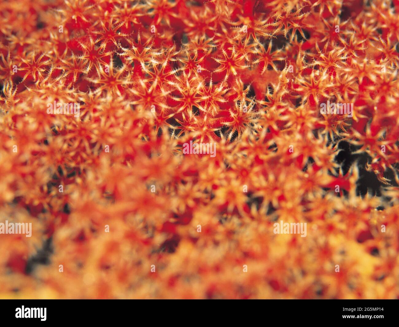 Pizza anemone hi-res stock photography and images - Alamy