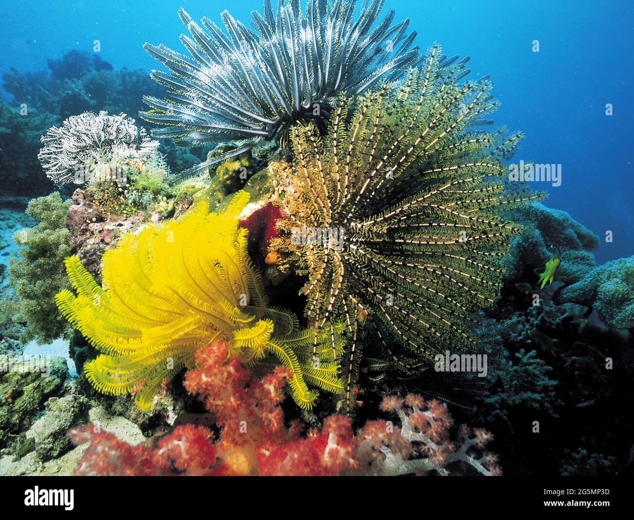 Pizza anemone hi-res stock photography and images - Alamy