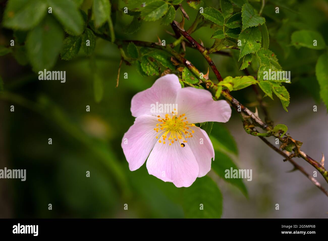 Rosa canina hedge hi-res stock photography and images - Alamy