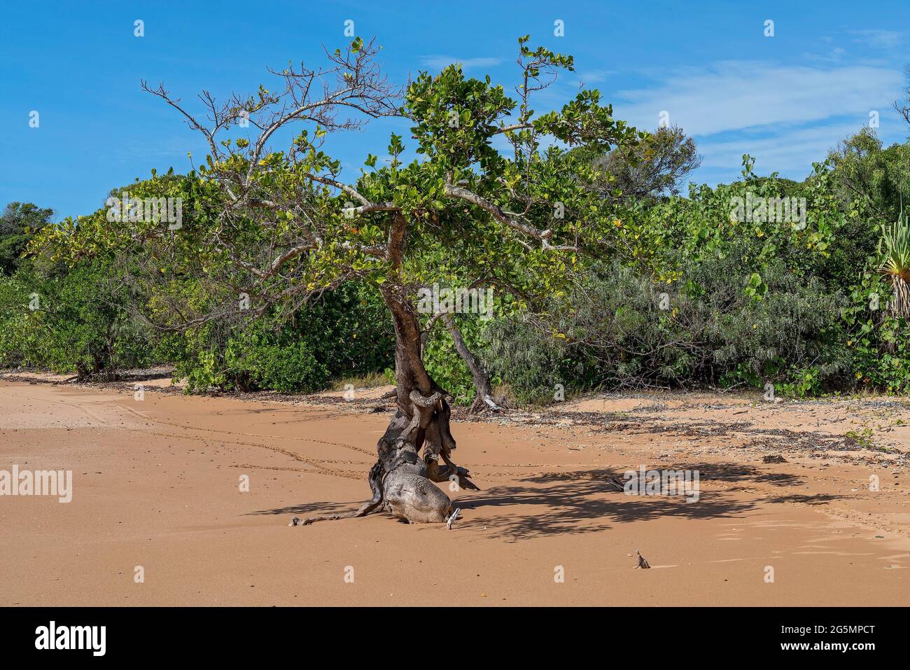 The twisted roots of a saltwater mangrove tree on the beach at low tide ...