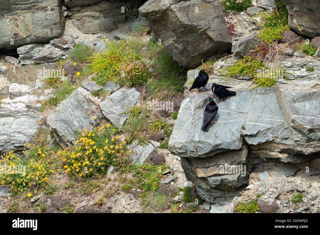 South stack cliffs hi-res stock photography and images - Alamy