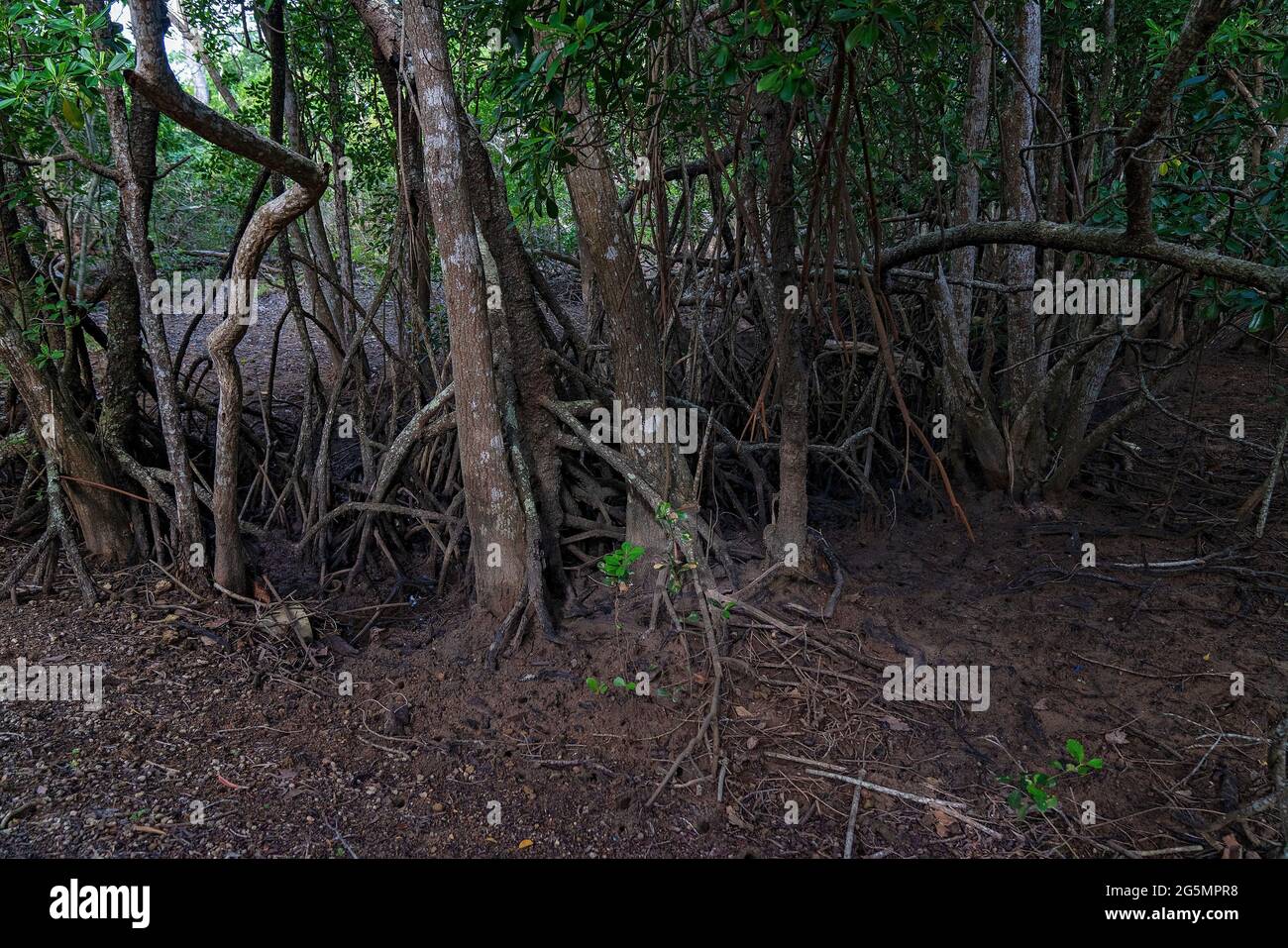 A saltwater mangrove ecosystem at low tide showing the tree roots Stock ...