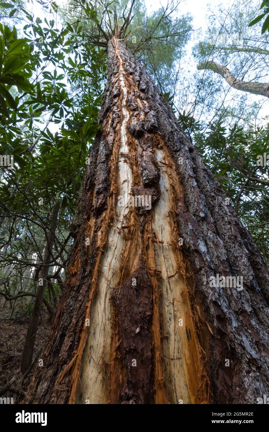 Lightning Damage to a Tree in the Great Smoky Mountains Stock Photo - Alamy