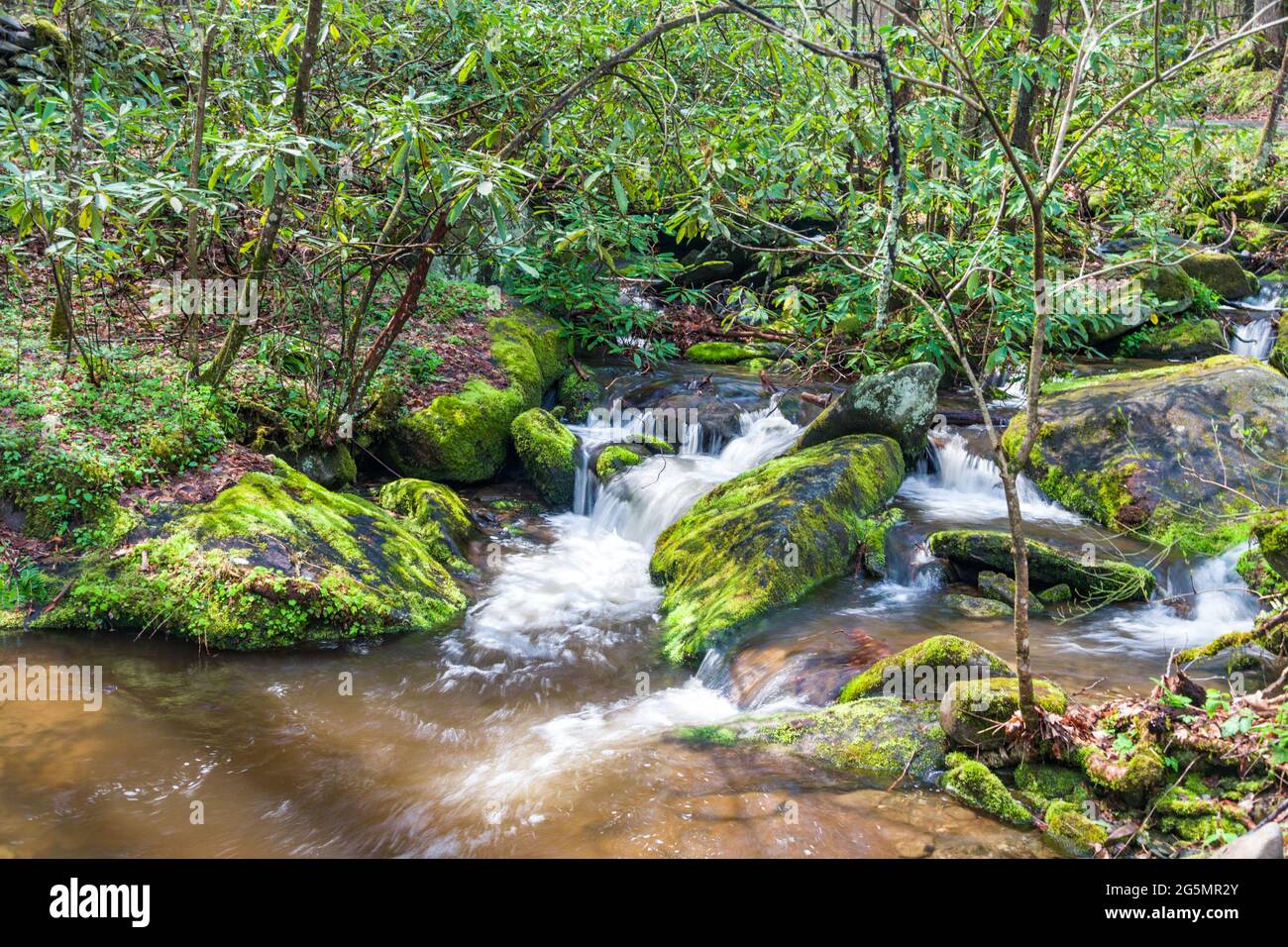 Spring in the Great Smoky Mountains Stock Photo - Alamy