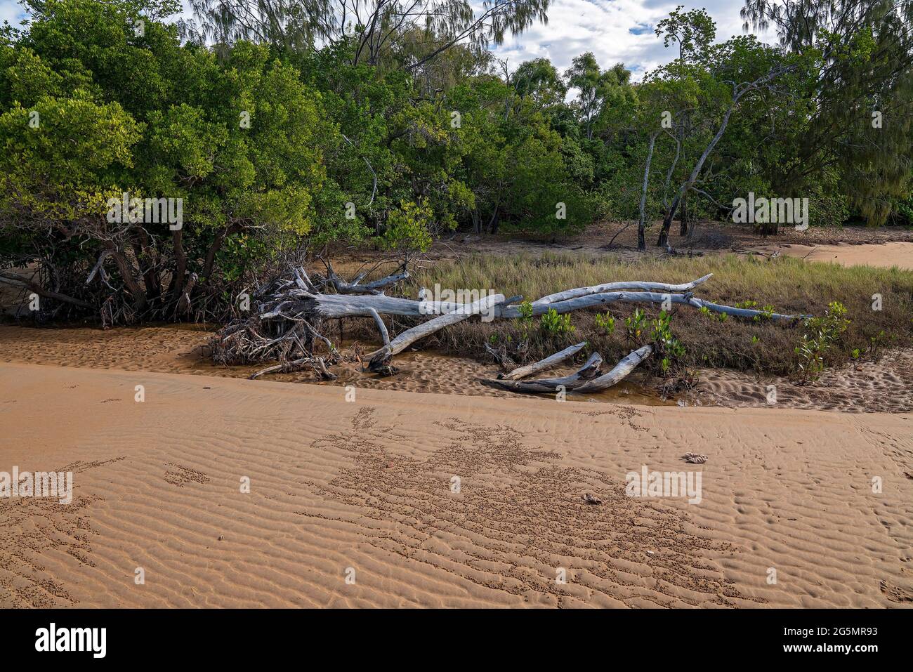 An uprooted tree dead on the sand amongst bushland on the beach Stock ...