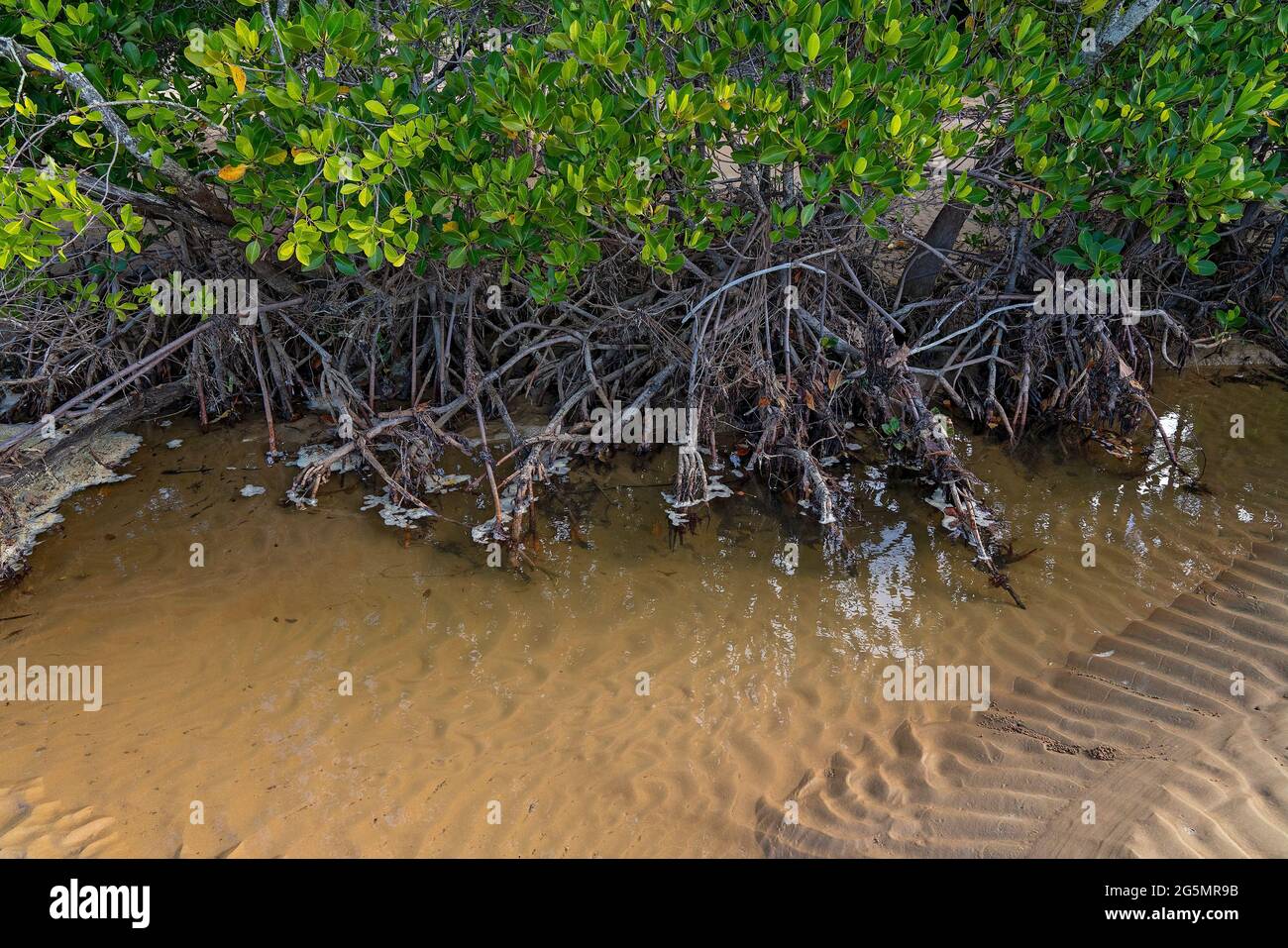 A saltwater mangrove ecosystem at low tide showing the tree roots Stock ...