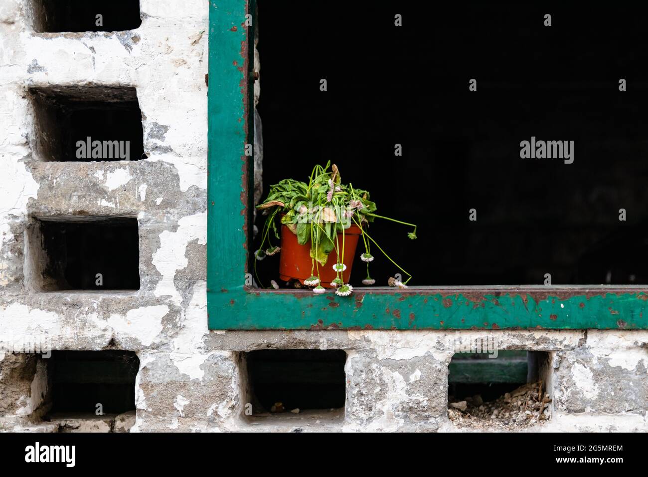 Wilted daisy flower abandoned in a housing estate garbage dump. Pink ...