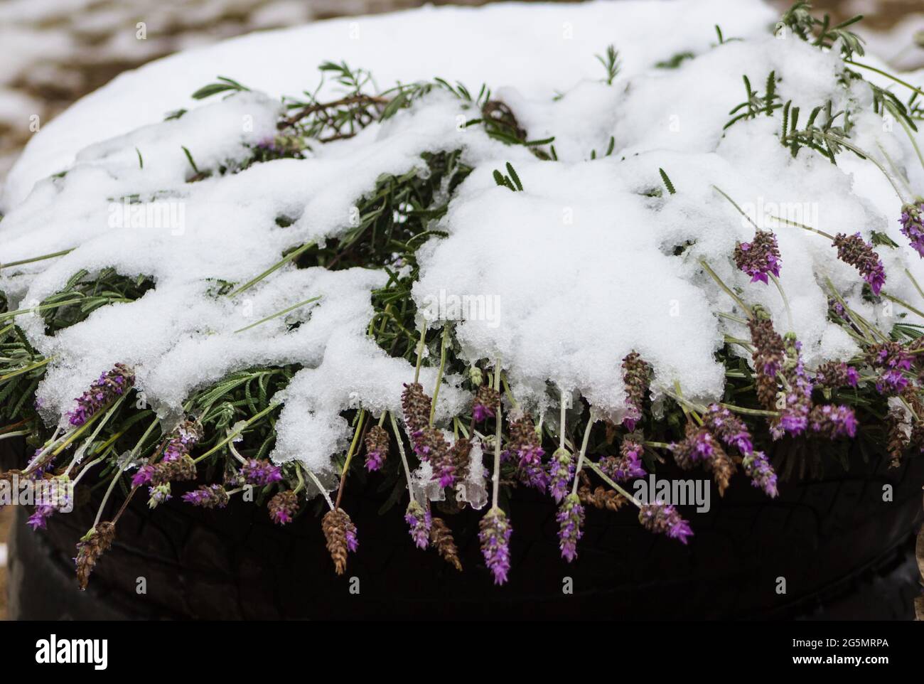 snow covered lavender plant Stock Photo - Alamy