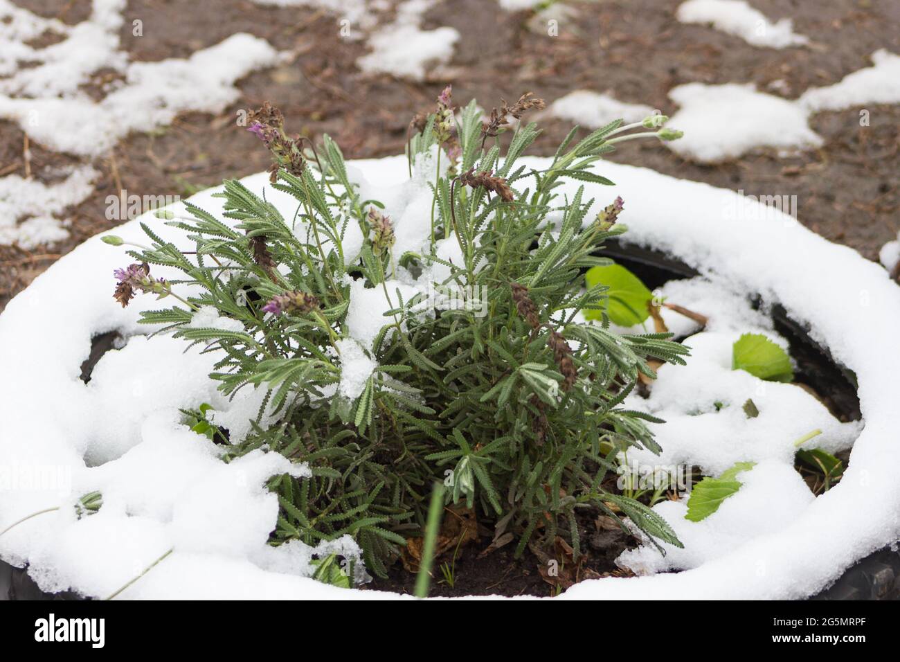 snow covered lavender plant Stock Photo - Alamy
